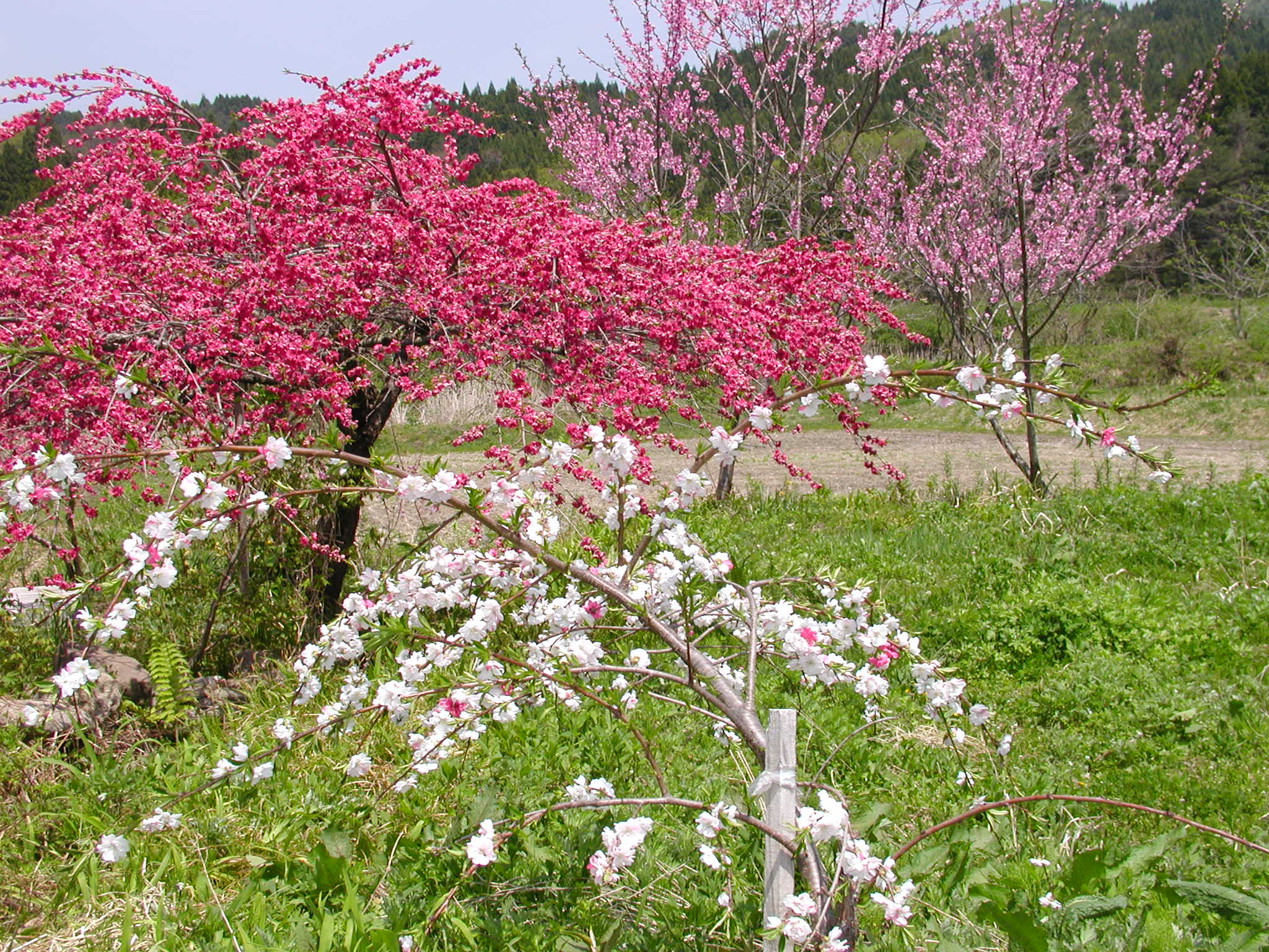 Basho’s peach blossoms – Akita International Haiku Network
