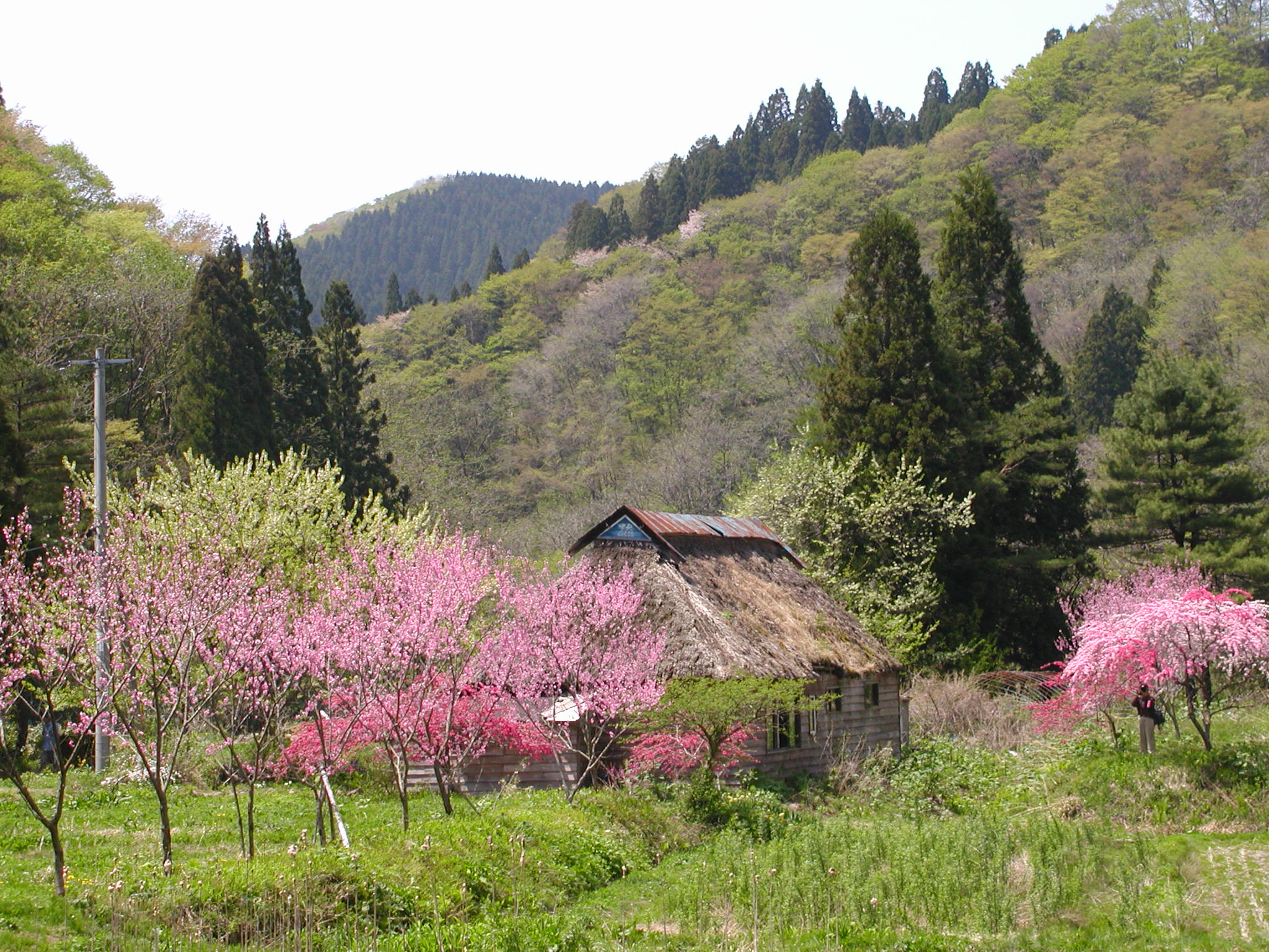Basho’s peach blossoms – Akita International Haiku Network