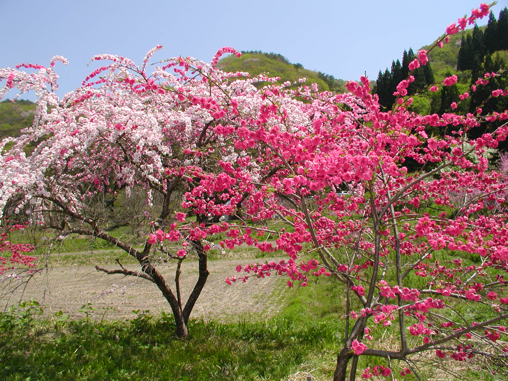 Basho’s peach blossoms – Akita International Haiku Network