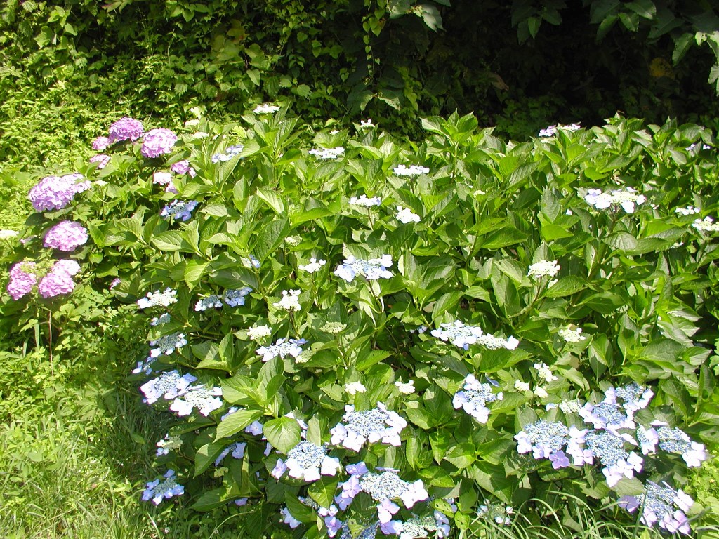 Basho’s hydrangea – Akita International Haiku Network